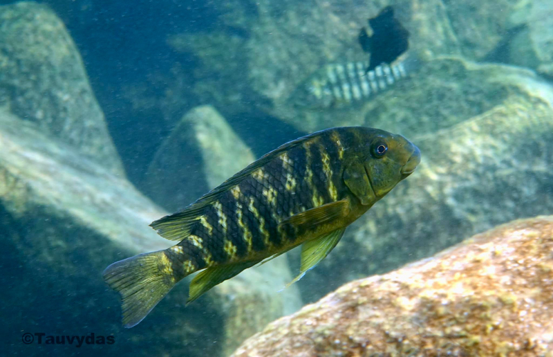 Petrochromis macrognathus 'Lyamembe'