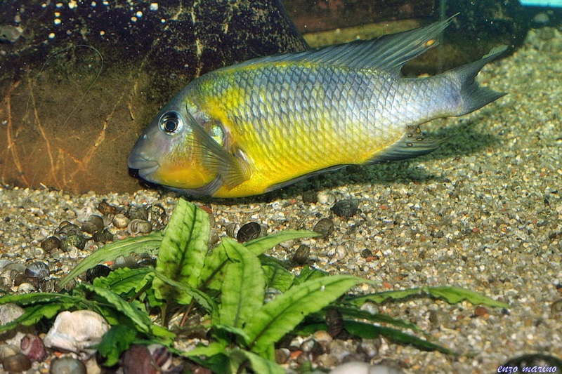 Petrochromis polyodon 'Cape Nangu'