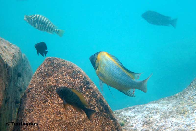 Petrochromis polyodon 'Kalala Island'