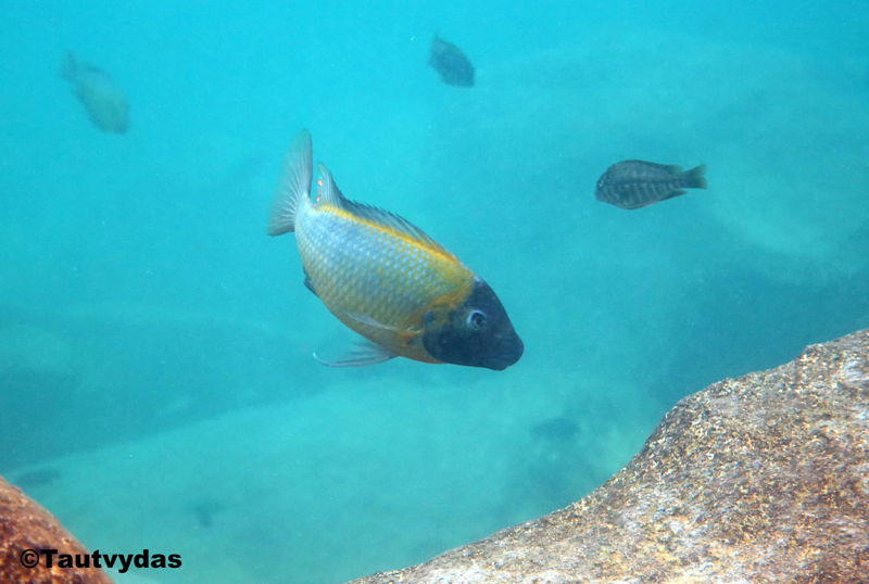 Petrochromis polyodon 'Kalala Island'