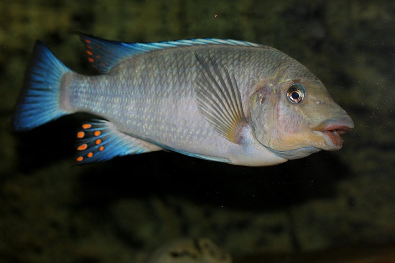 Petrochromis sp. 'blue giant' (unknown locality); Petrochromis sp ...