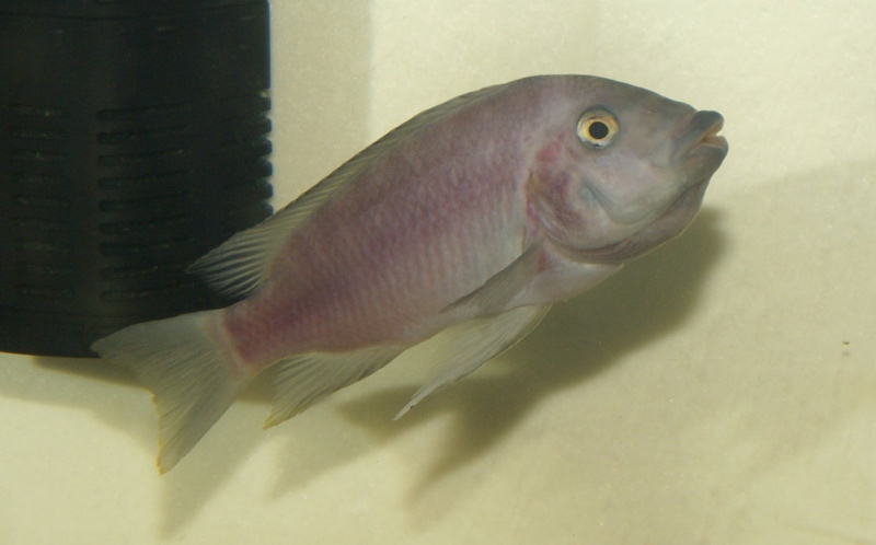 Petrochromis sp. 'gold' Mtoto; Petrochromis cf. horii 'Yellow' Mtoto