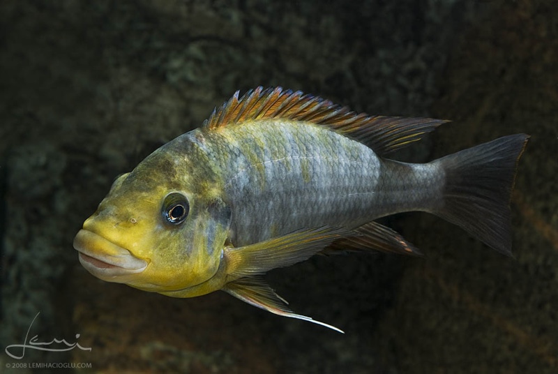 Petrochromis sp. 'kasumbe rainbow' (unknown locality)