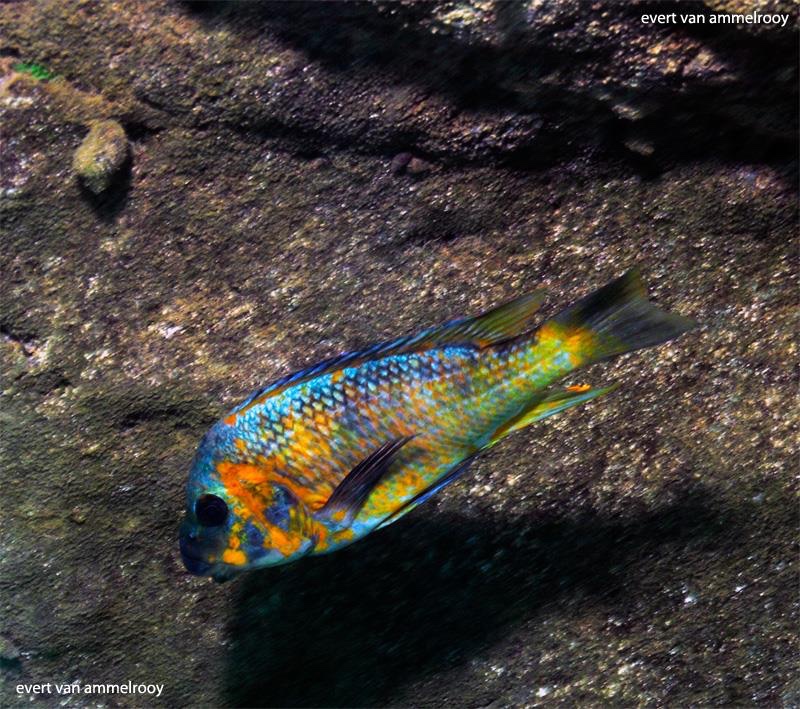 Petrochromis sp. 'kasumbe' Cape Kabogo