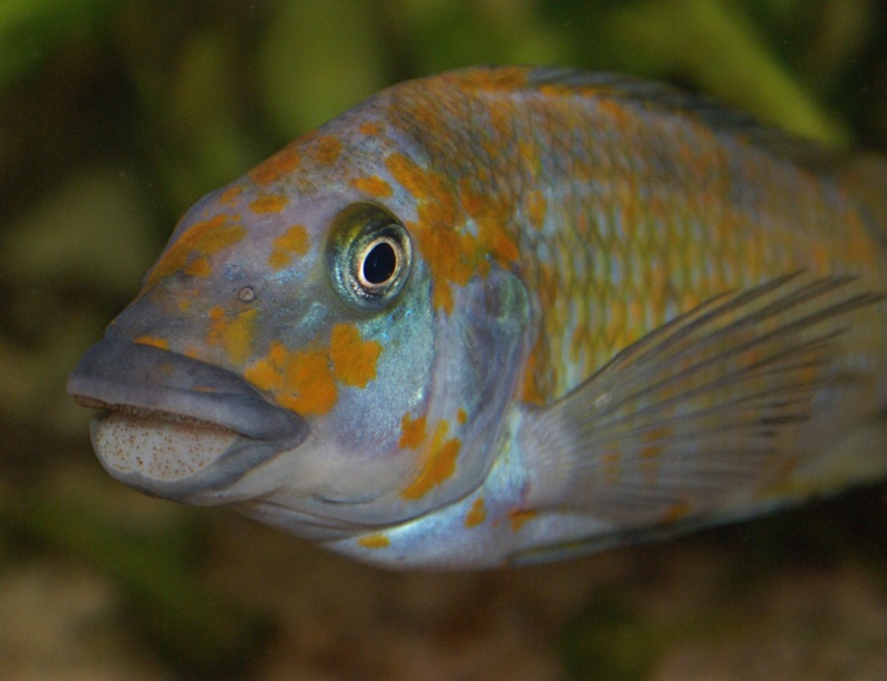 Petrochromis sp. 'kasumbe' Halembe
