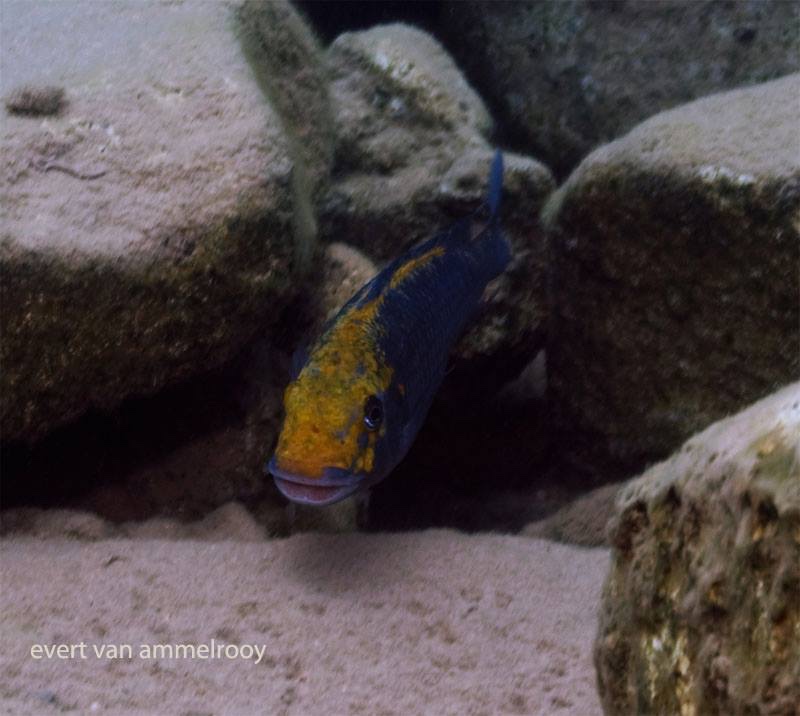 Petrochromis sp. 'kasumbe' Kigoma