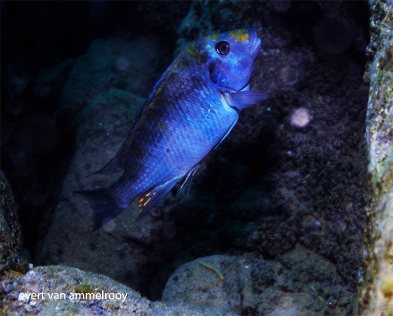 Petrochromis sp. 'kasumbe' Kigoma