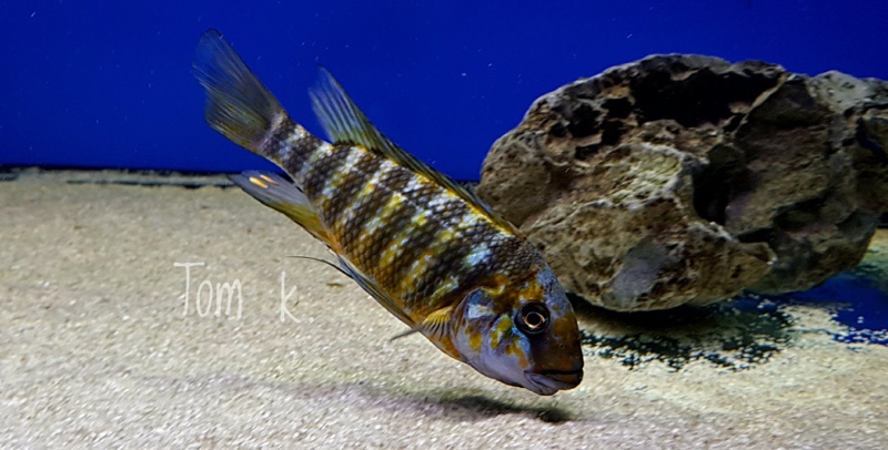 Petrochromis sp. 'kasumbe' Kigoma
