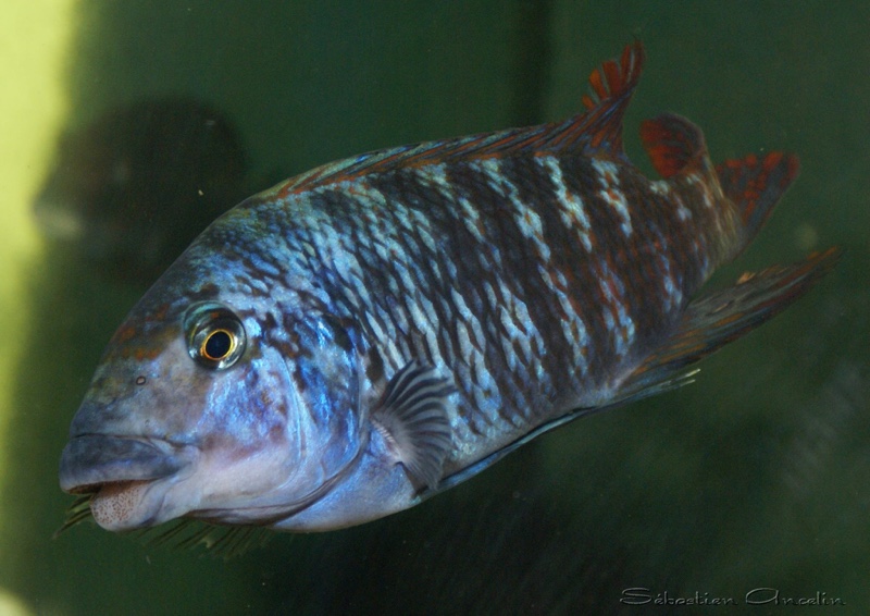 Petrochromis sp. 'longola red fin' Longola; Petrochromis sp. 'longnose ...