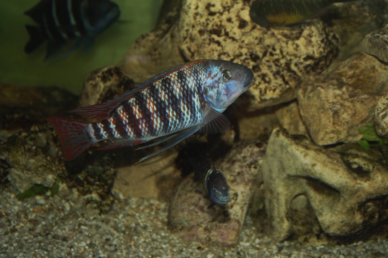 Petrochromis sp. 'longola red fin' Longola; Petrochromis sp. 'longnose ...