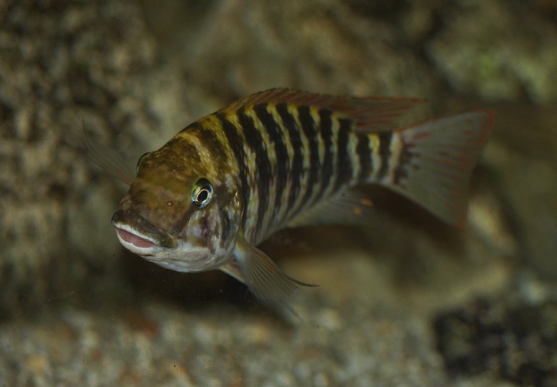 Petrochromis sp. 'longola red fin' Longola; Petrochromis sp. 'longnose ...