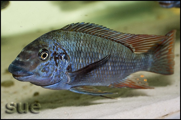 Petrochromis sp. 'longola red fin' Longola; Petrochromis sp. 'longnose ...