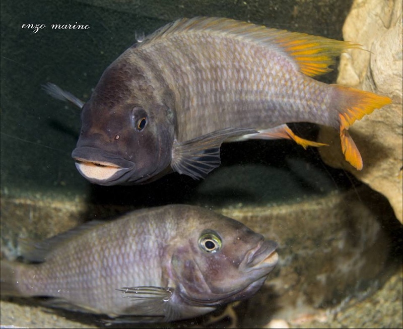 Petrochromis sp. 'red mpimbwe' Kantalamba; Petrochromis sp. 'kipili ...