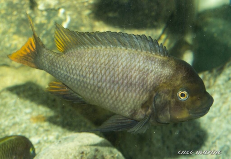 Petrochromis sp. 'red mpimbwe' Kantalamba; Petrochromis sp. 'kipili ...