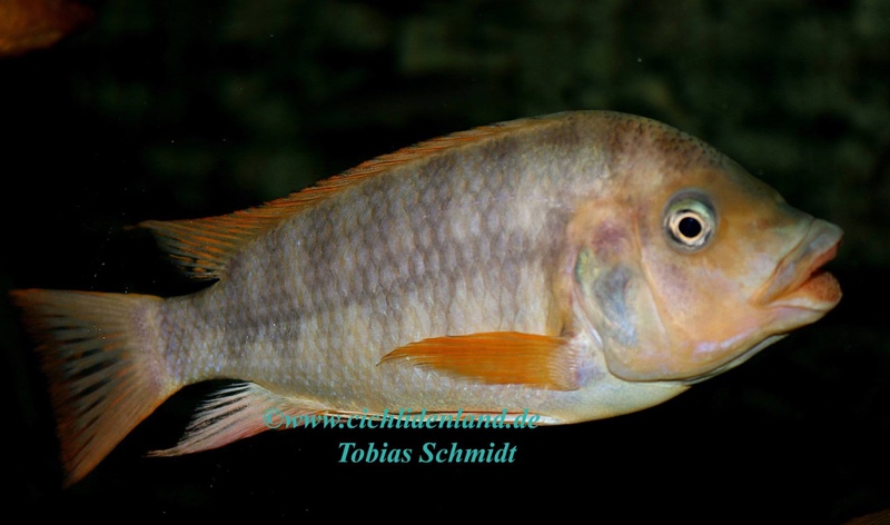 Petrochromis sp. 'red mpimbwe' Kasanga; Petrochromis sp. 'kipili brown ...