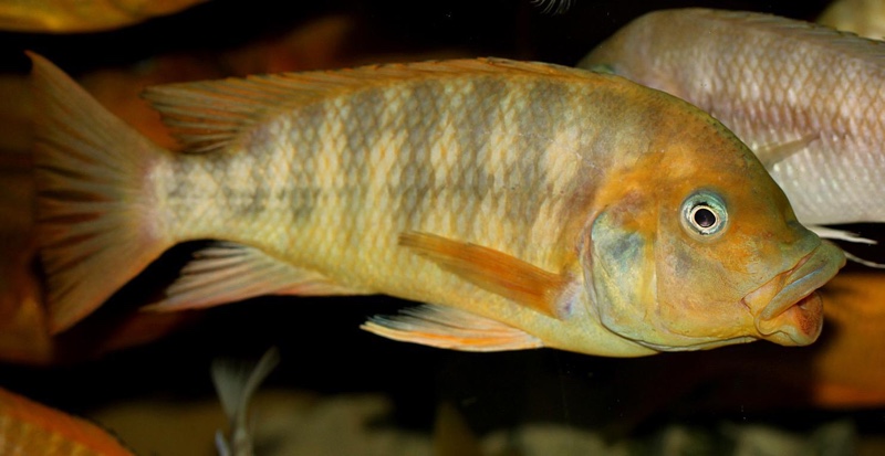 Petrochromis sp. 'red mpimbwe' Kasanga; Petrochromis sp. 'kipili brown ...