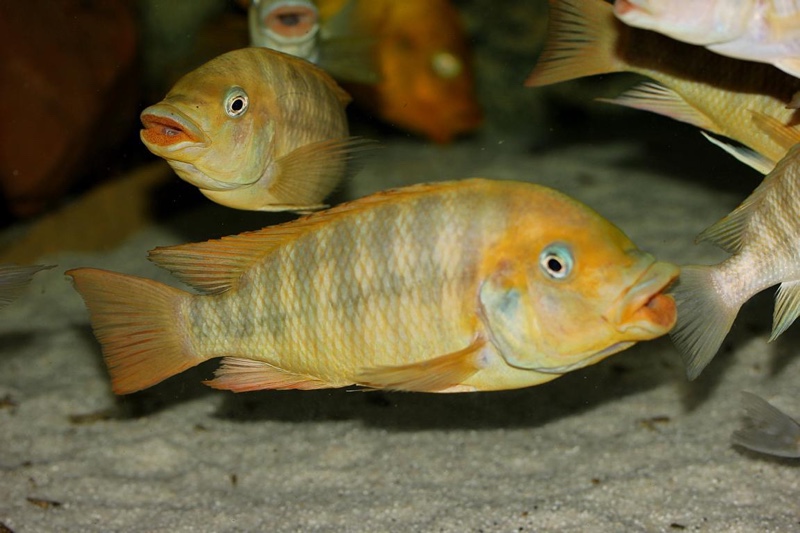 Petrochromis sp. 'red mpimbwe' Kasanga; Petrochromis sp. 'kipili brown ...