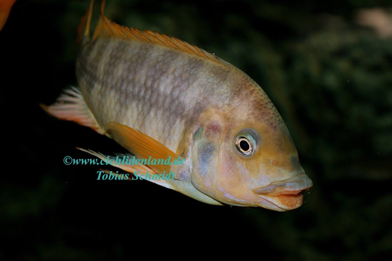 Petrochromis sp. 'red mpimbwe' Kasanga; Petrochromis sp. 'kipili brown ...