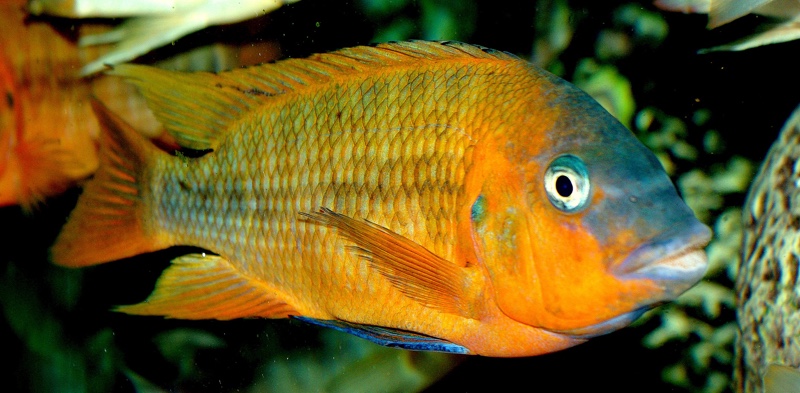 Petrochromis sp. 'red' Luagala Point