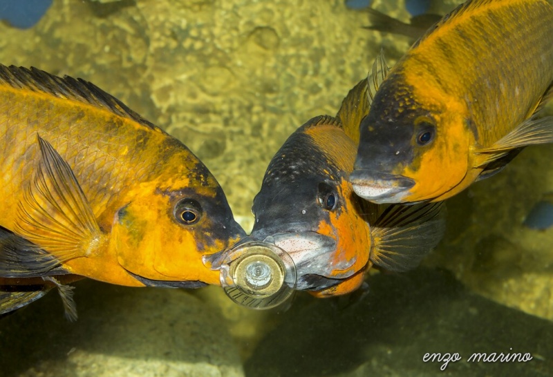 Petrochromis sp. 'red' Mahale NP