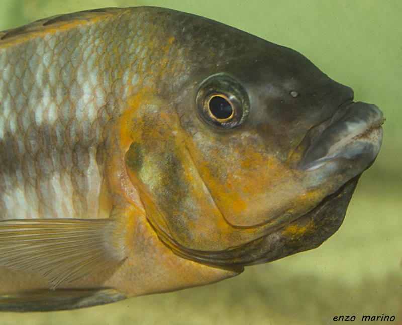 Petrochromis sp. 'red' Mahale NP