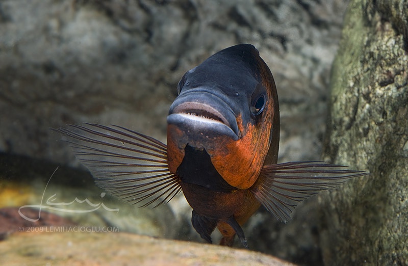 Petrochromis sp. 'red' Mahale NP