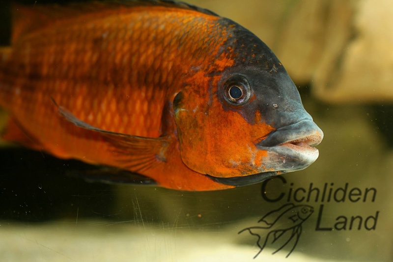 Petrochromis sp. 'red' Mahale NP