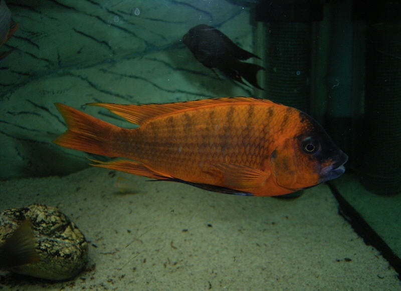 Petrochromis sp. 'red' Mahale NP