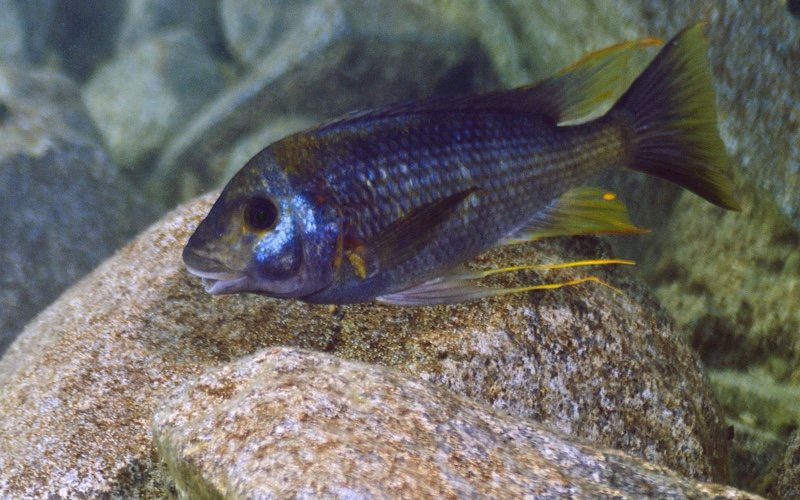 Petrochromis sp. 'sky blue congo' Kibige Island