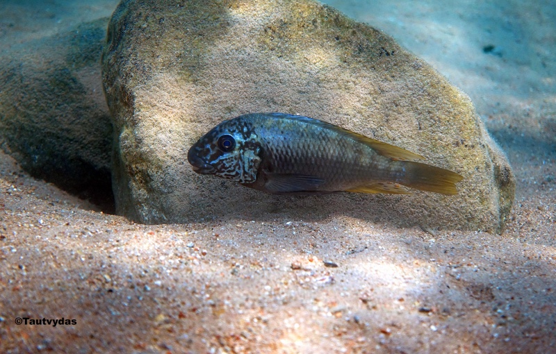 Petrochromis sp. 'texas blue' Kipili