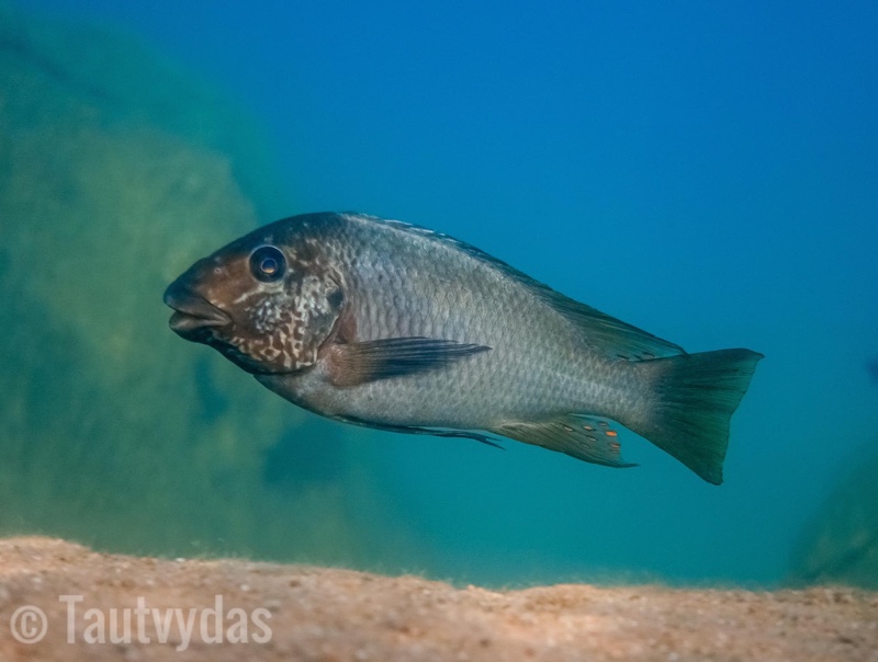 Petrochromis sp. 'texas blue' Kipili