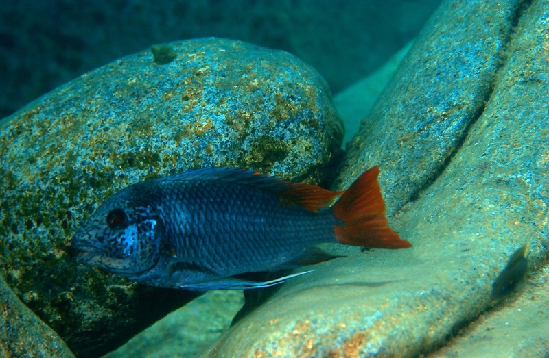 Petrochromis sp. 'texas red' Kizinga (Kiriza)