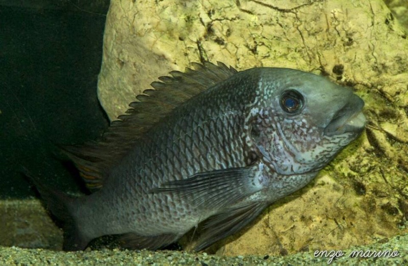 Petrochromis sp. 'texas' Mahale NP