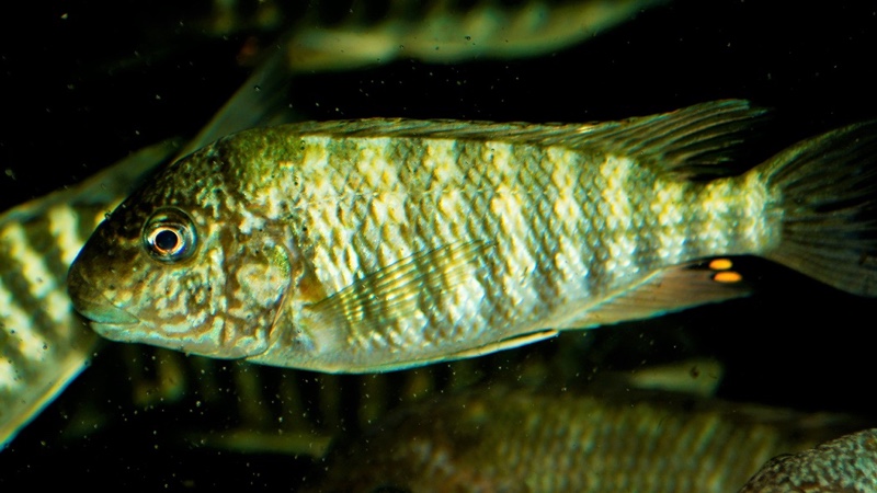 Petrochromis sp. 'texas' Mahale NP