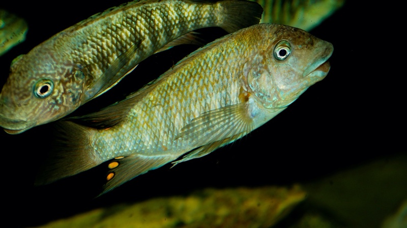 Petrochromis sp. 'texas' Mahale NP