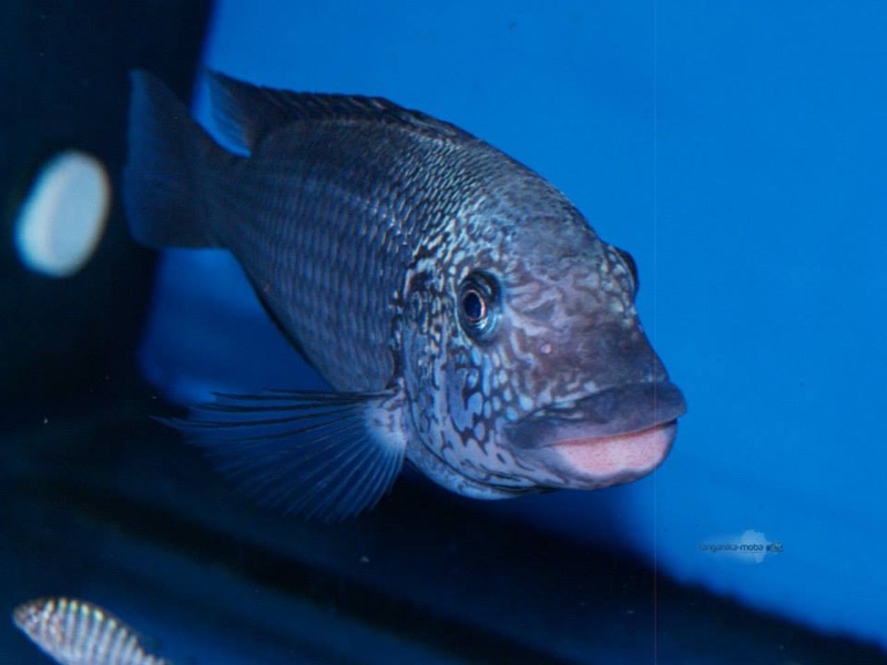 Petrochromis sp. 'texas' Mahale NP