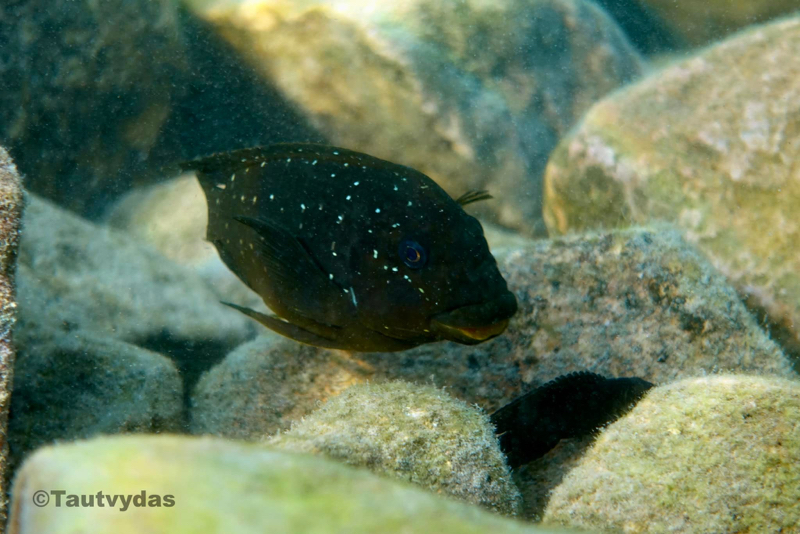 Petrochromis trewavasae 'Katete'