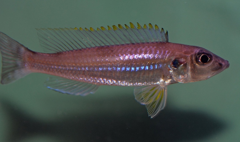 Reganochromis calliurus 'Chituta'