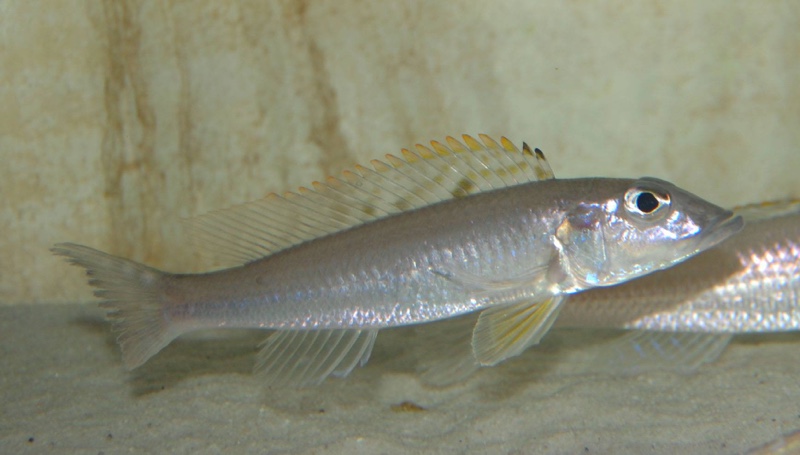Reganochromis calliurus 'Chituta'