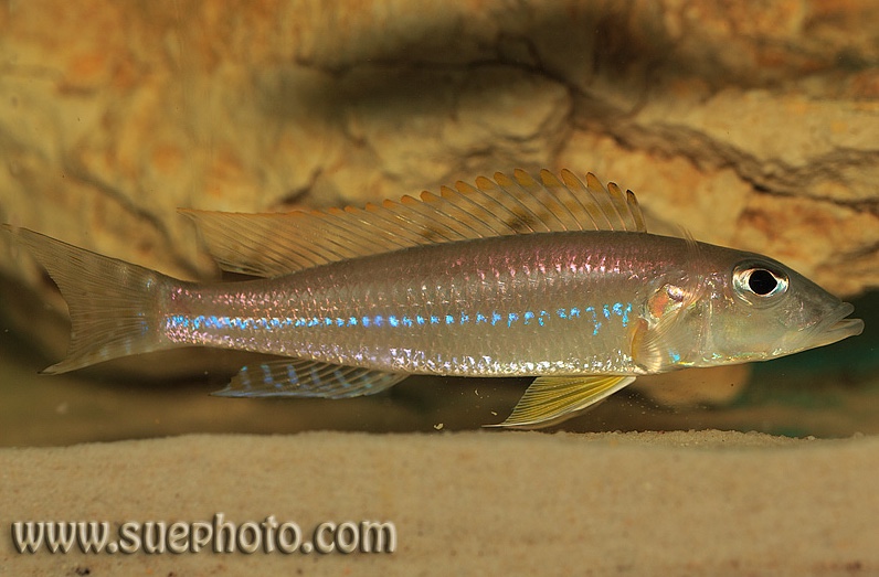 Reganochromis calliurus 'Chituta'