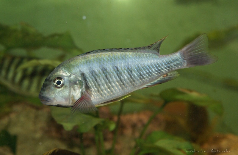 Simochromis diagramma (unknown locality)