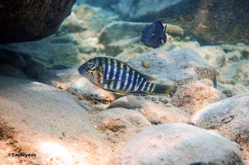 Simochromis diagramma (unknown locality)