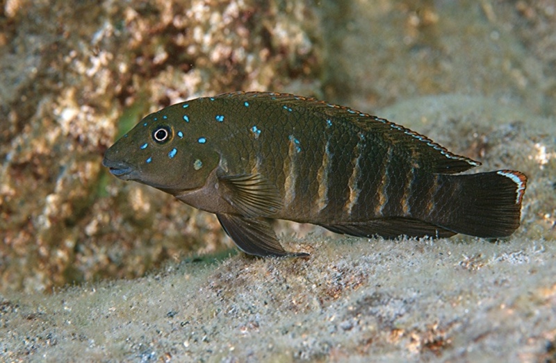 Spathodus cf. erythrodon 'Kalugunga'; Spathodus cf. erythrodon 'Isonga ...