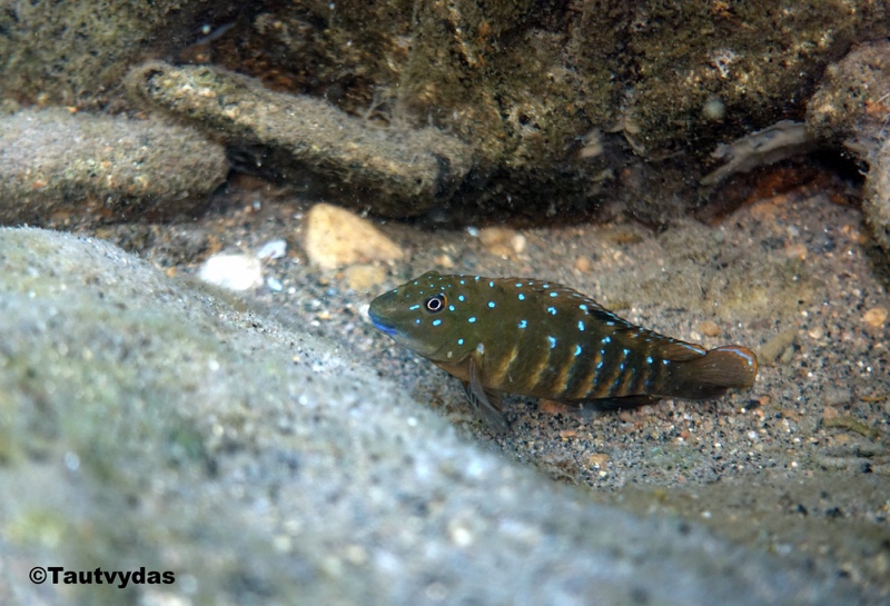 Spathodus cf. erythrodon 'Mkangazi'; Spathodus cf. erythrodon 'Isonga ...