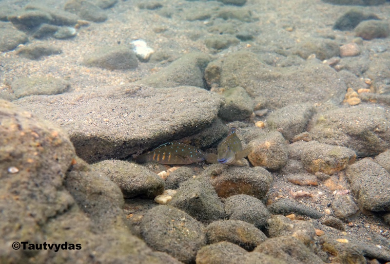 Spathodus cf. erythrodon 'Mkangazi'; Spathodus cf. erythrodon 'Isonga ...