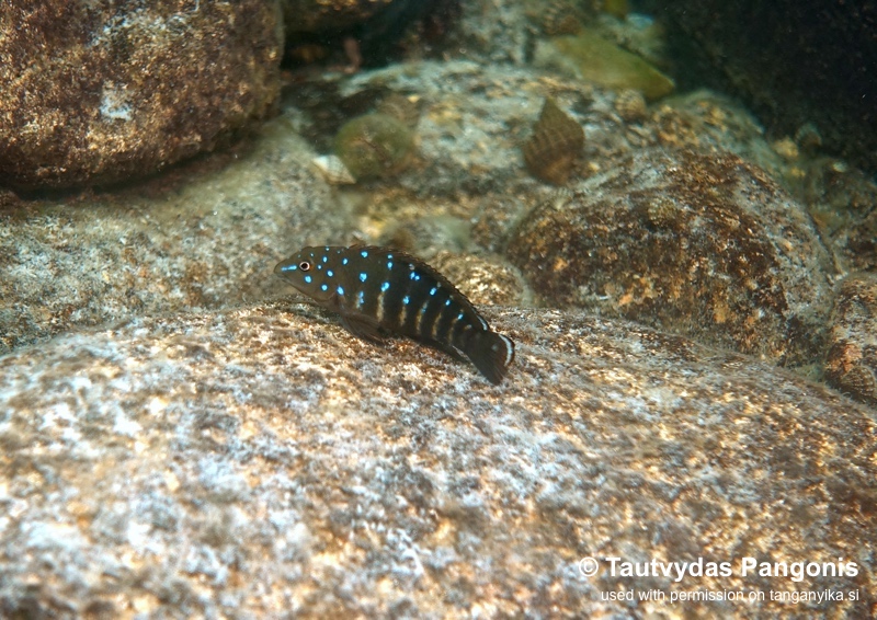 Tanganicodus irsacae 'Kaswente Bay'