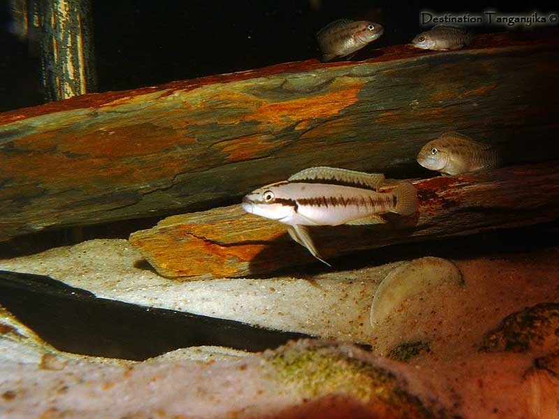 Telmatochromis brichardi (unknown locality)