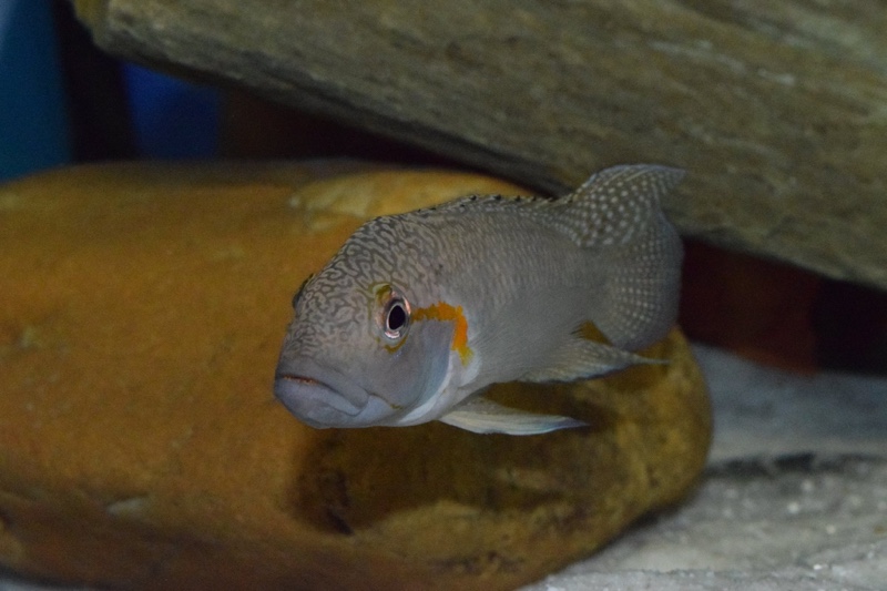 Telmatochromis macrolepis 'Cape Bangwe'