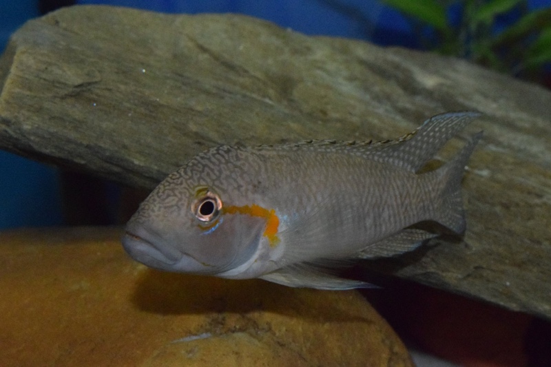 Telmatochromis macrolepis 'Cape Bangwe'