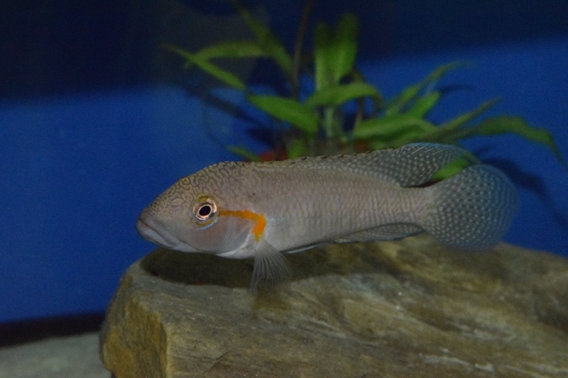 Telmatochromis macrolepis 'Cape Bangwe'